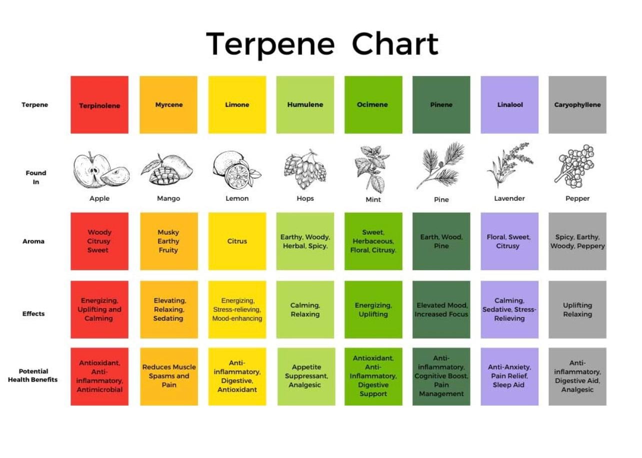 Exploring the Potential of Terpenes in Cannabis for an Entourage Effect ...